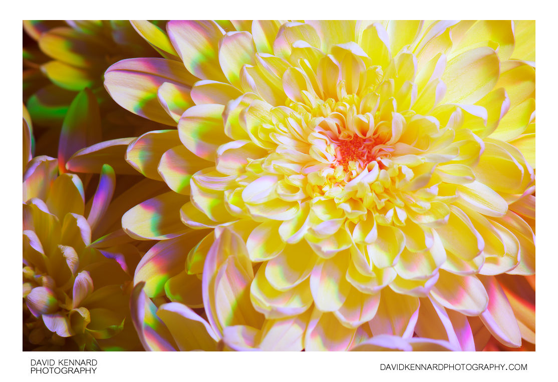 Chrysanthemum flower [Multispectral] · David Kennard Photography